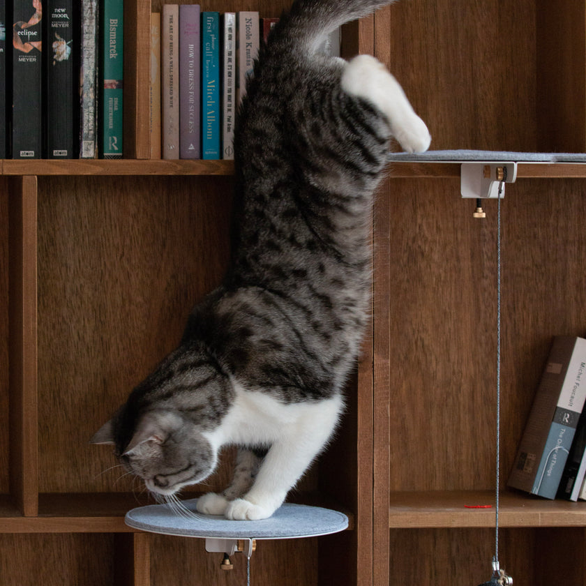 Catssup Collection – Store LEVT