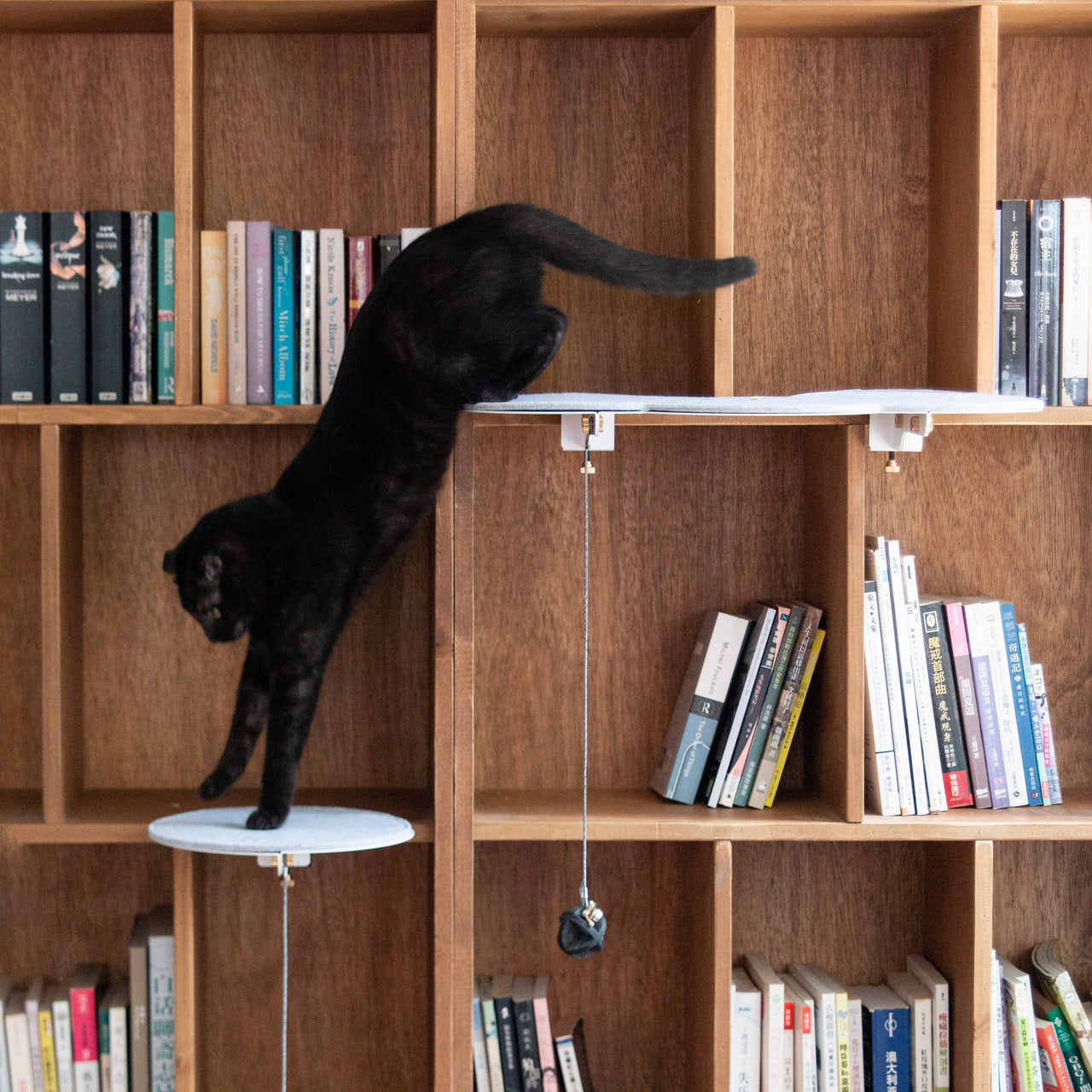 Catssup Dot Steps Kit – Store LEVT